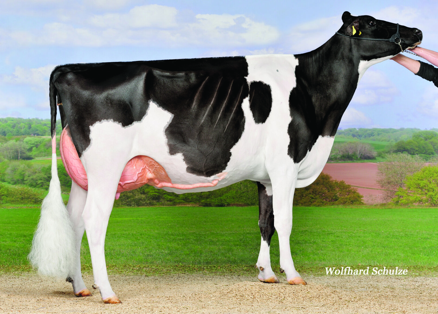 Afscheid van Gold Chip - World Wide Sires B-NL B.V.