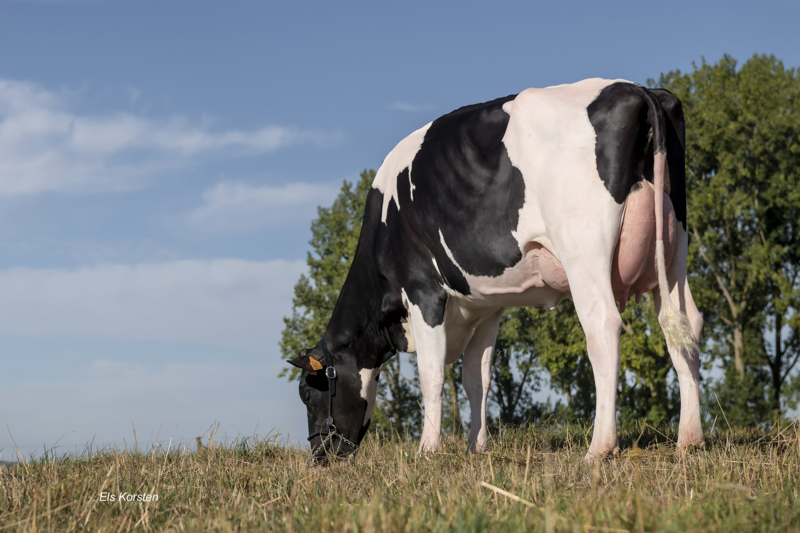 A2A2 stieren in opmars - World Wide Sires B-NL B.V.