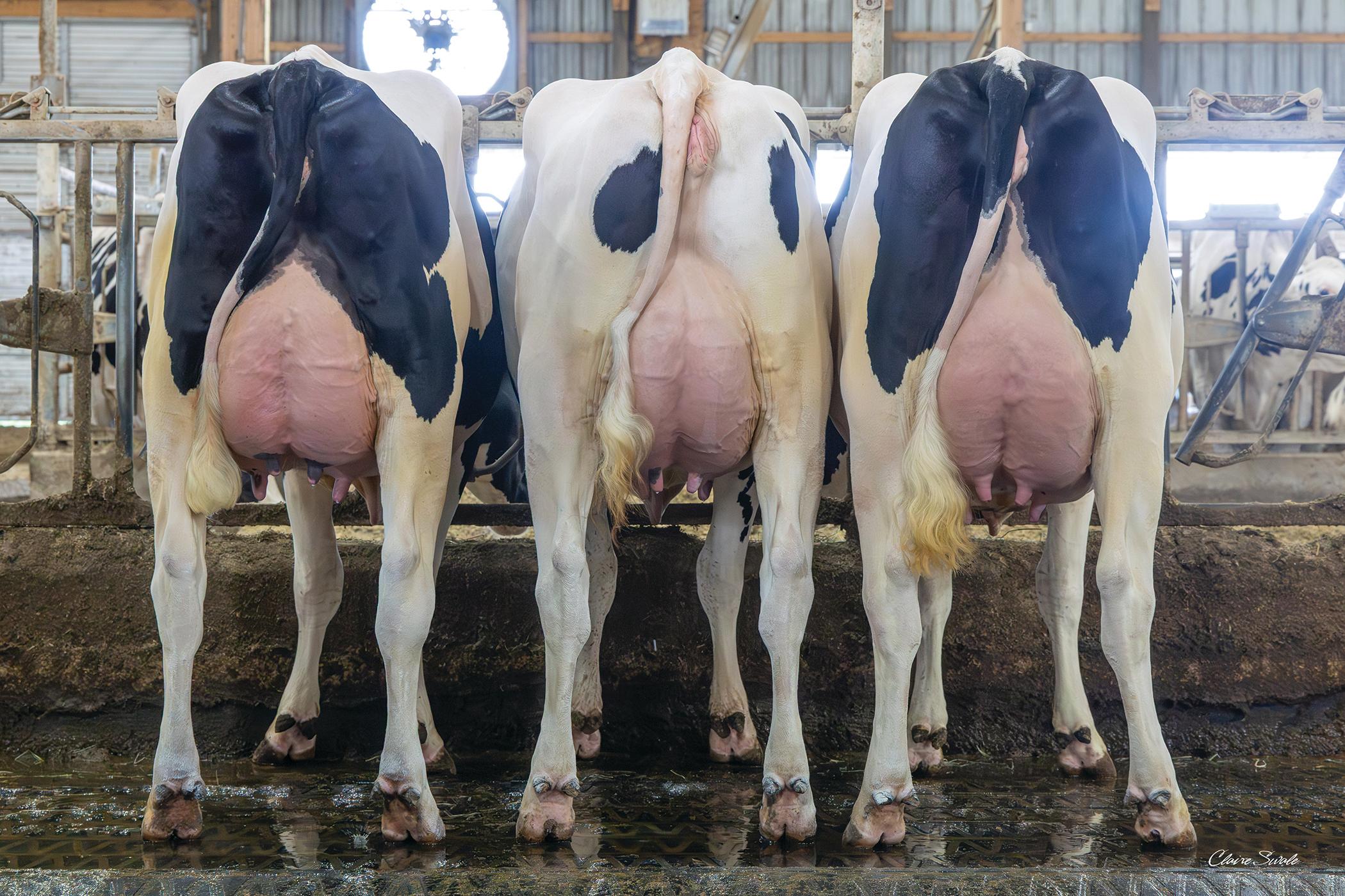 Highlights van de augustus indexdraai - World Wide Sires B-NL B.V.